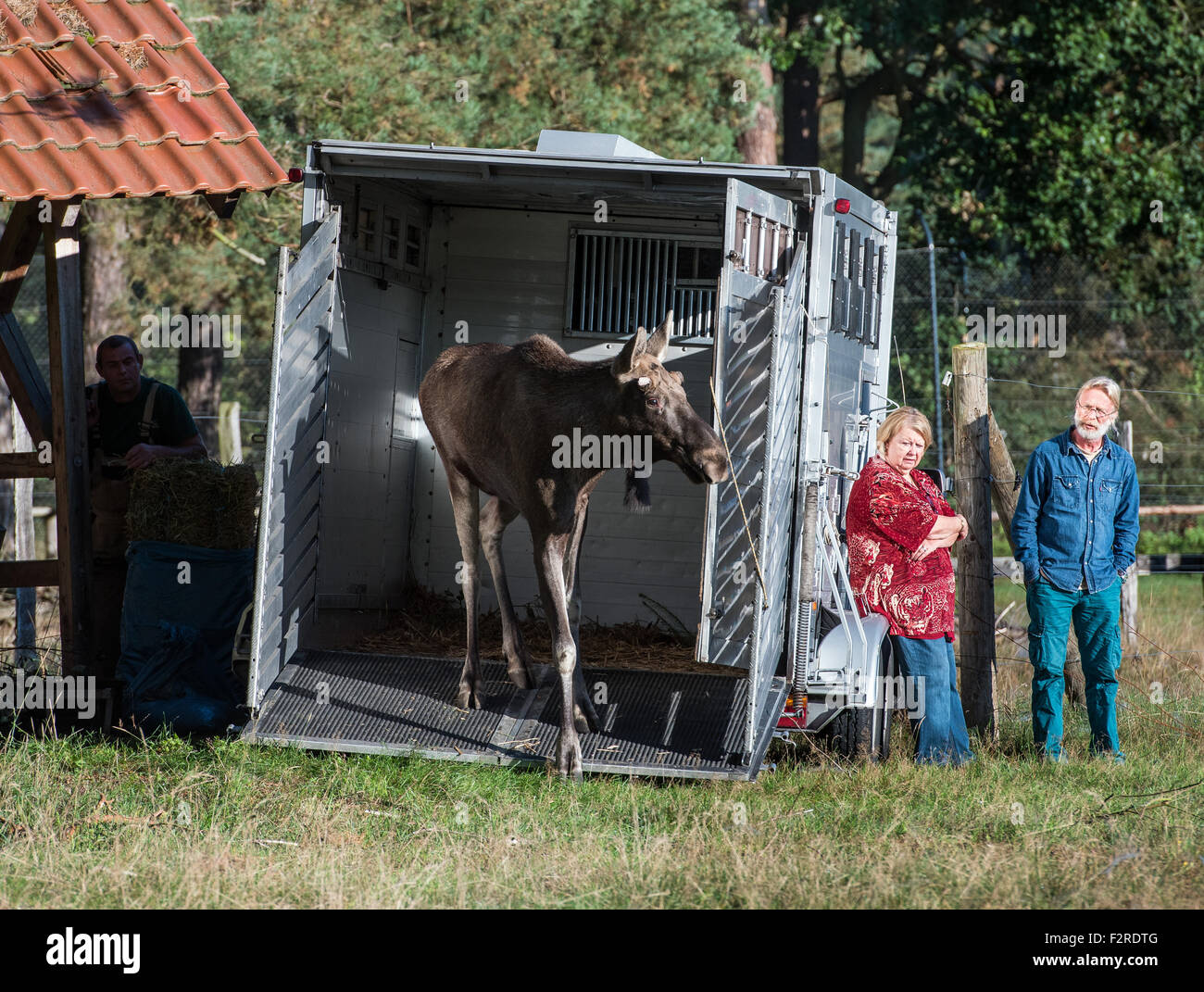 The bull moose Anton is released into his new fence early in the morning at the Wildlife Park in ...