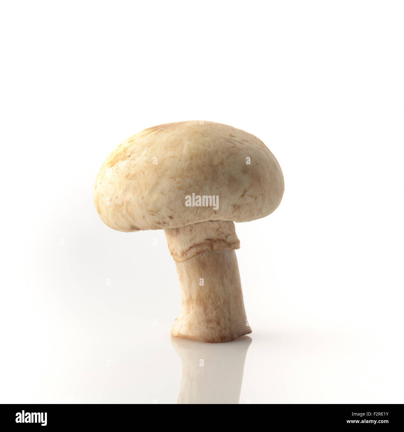 Button mushroom hi-res stock photography and images - Alamy