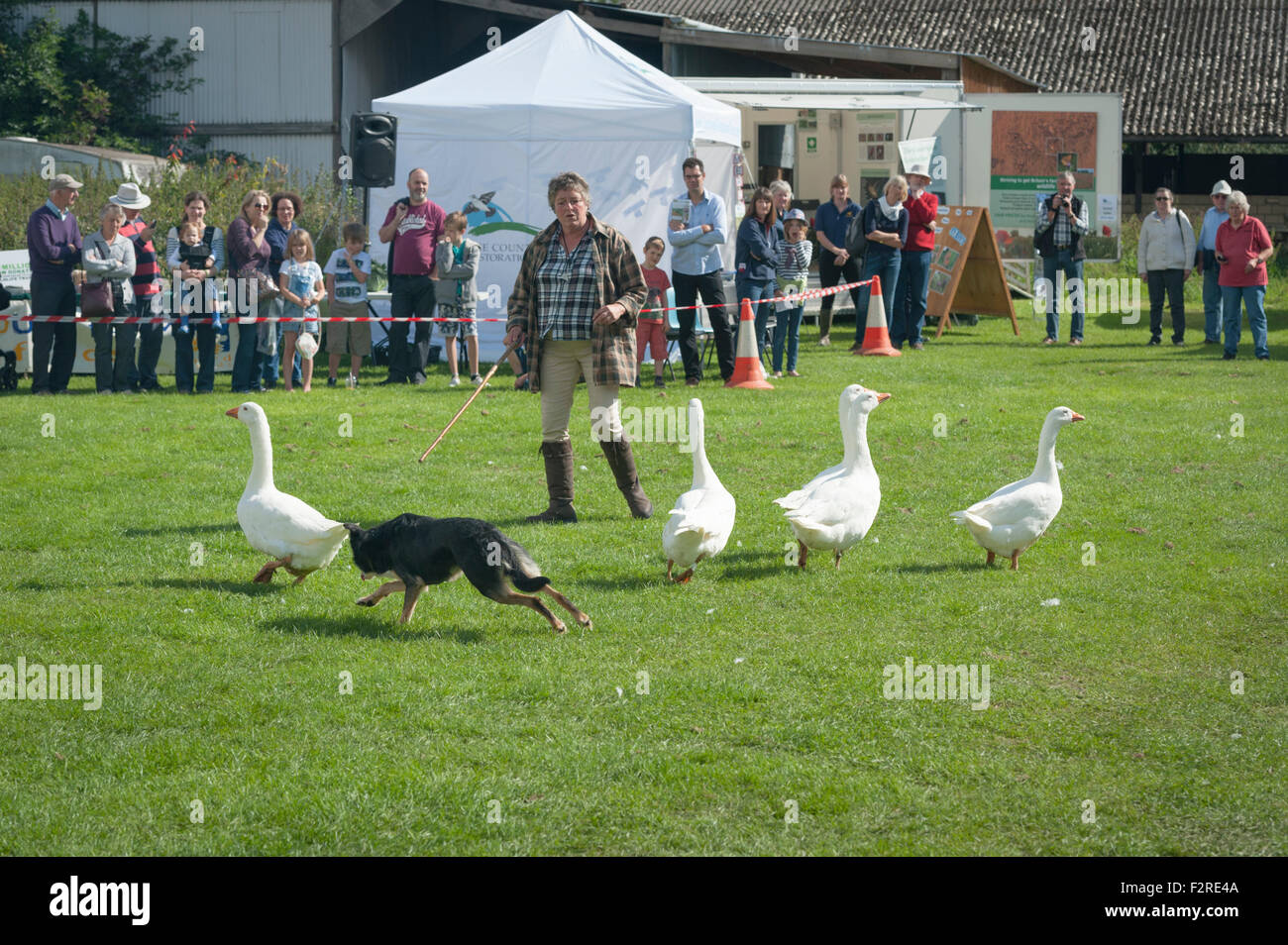 Herding geese hi-res stock photography and images - Alamy