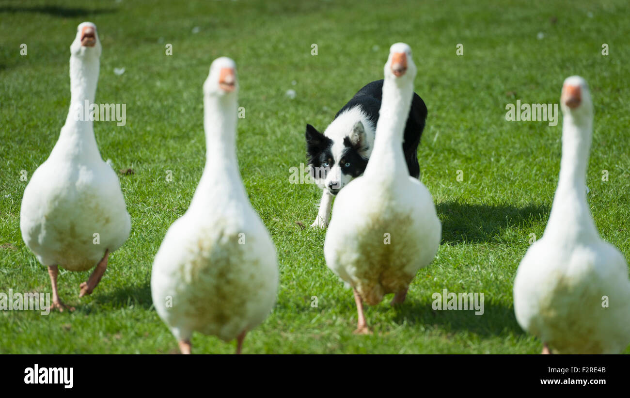 Herding geese hi-res stock photography and images - Alamy