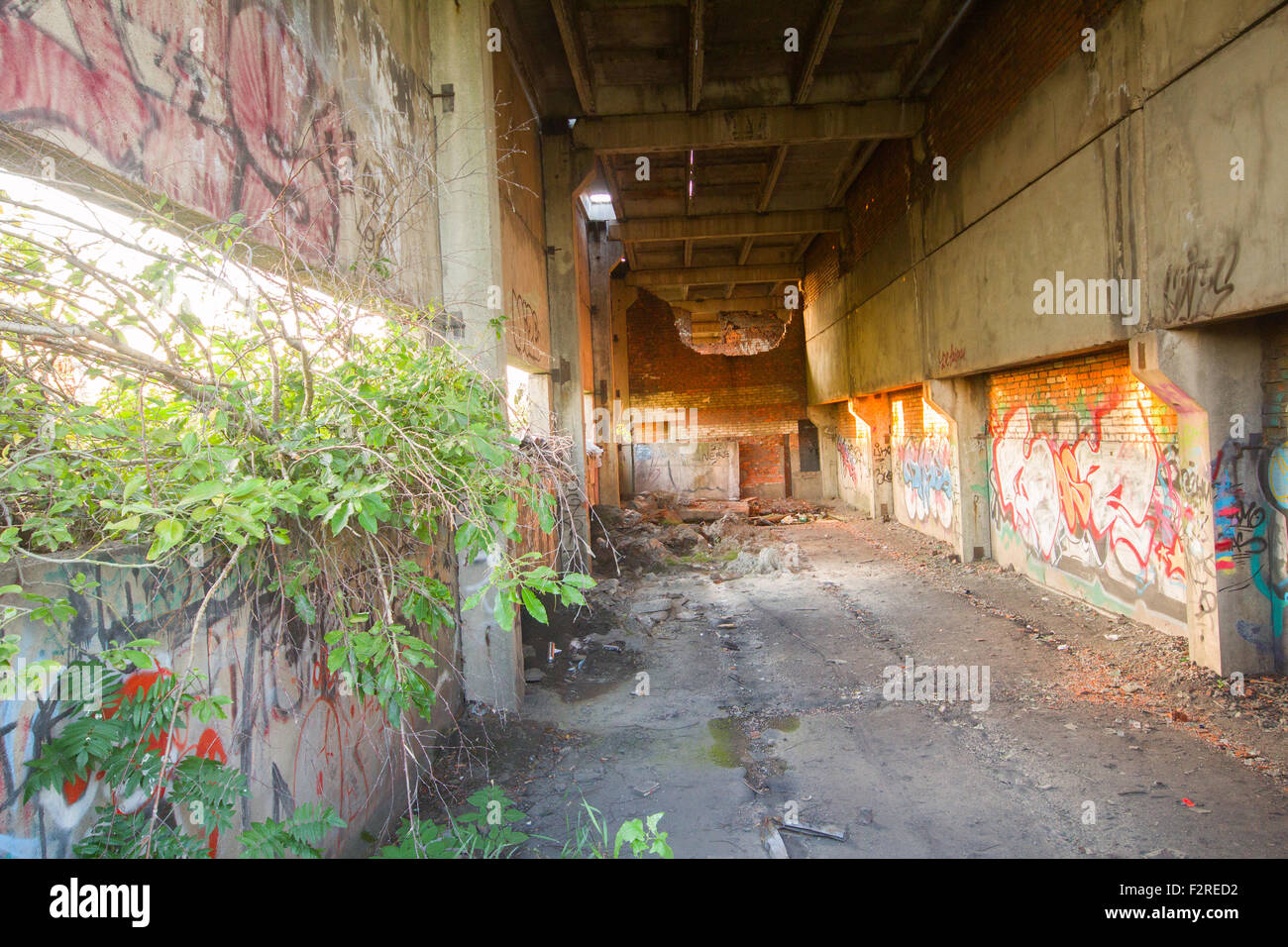 ruins of plant grow with the wood object in Europe Stock Photo - Alamy