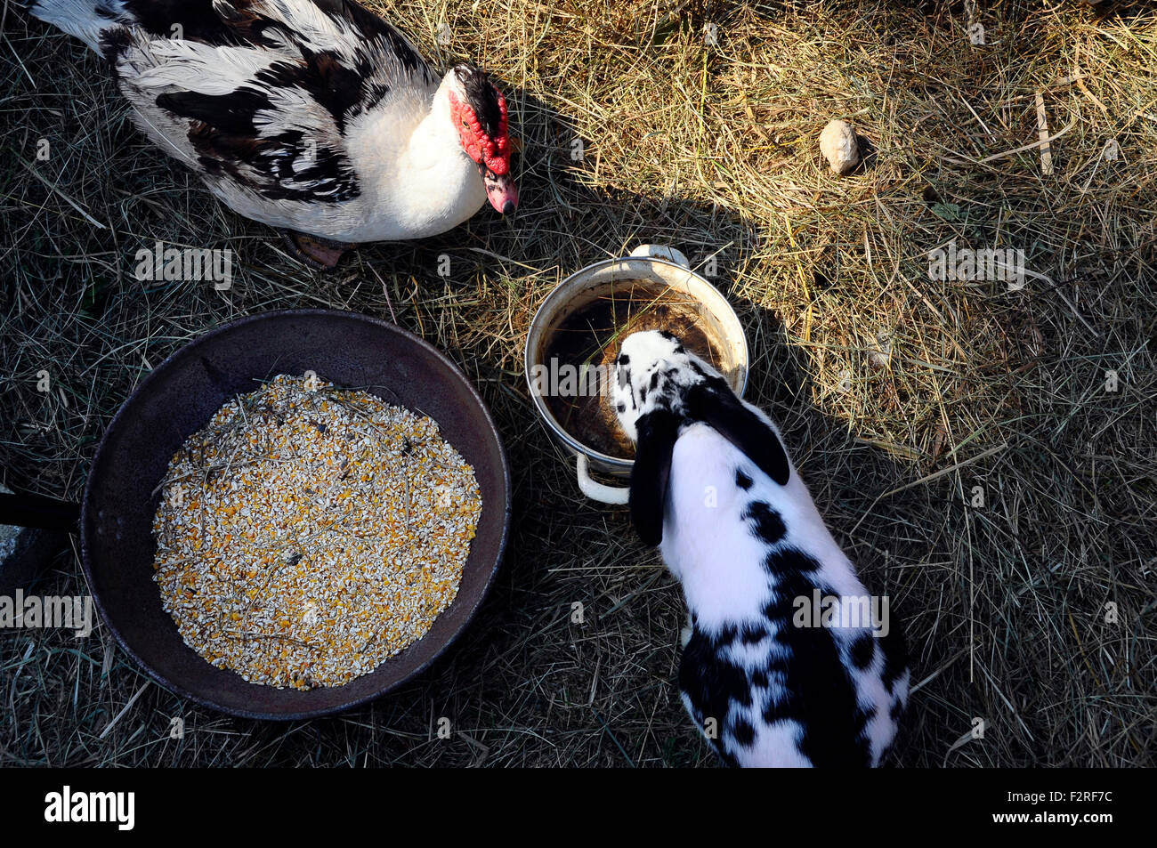 Duck and rabbit eating some grains in farm Stock Photo - Alamy