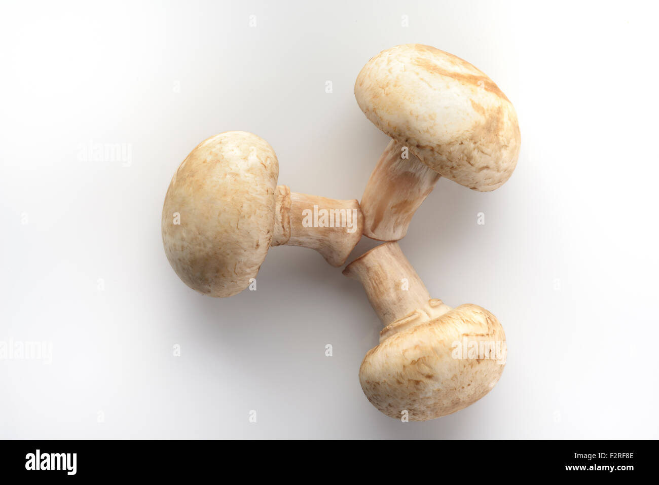 Button mushroom hi-res stock photography and images - Alamy
