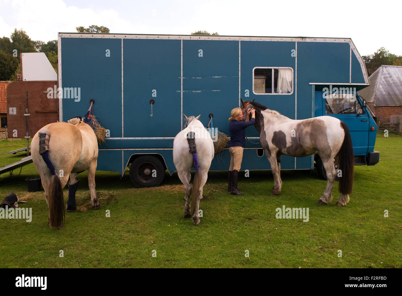 Brushing horse tail hi-res stock photography and images - Alamy