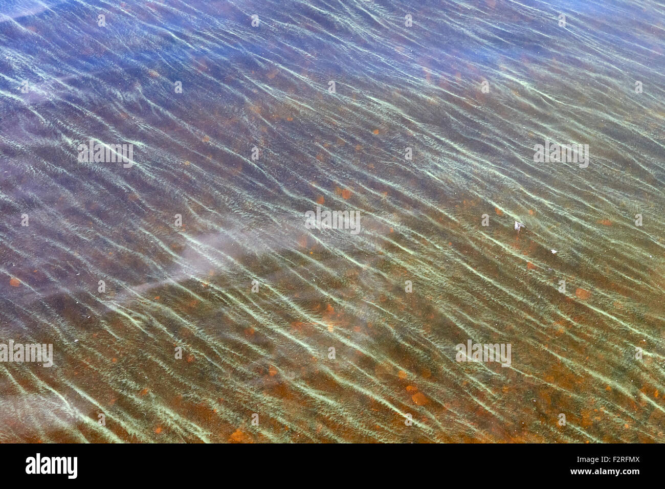 Cyanobacteria hi-res stock photography and images - Alamy