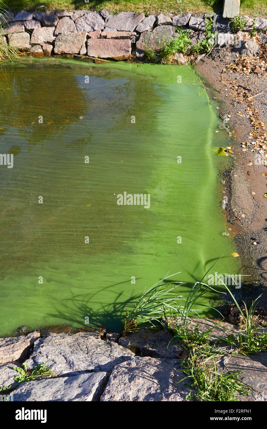 Cyanobacteria on lake, Finland Stock Photo - Alamy