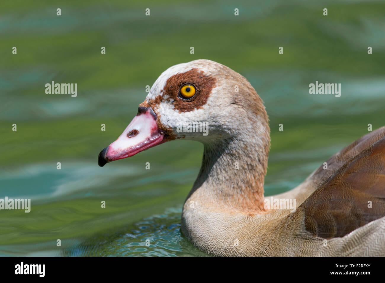 portrait of a beautiful colored duck Stock Photo - Alamy
