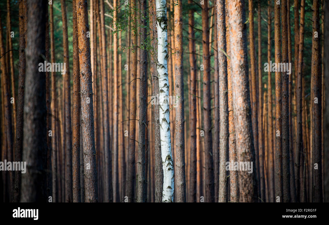 A single birch between countless pine trees in a forest in Kersdorf in ...