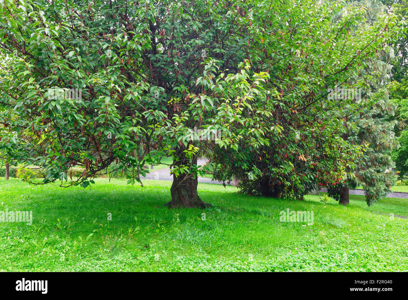 Spreading tree hi-res stock photography and images - Alamy
