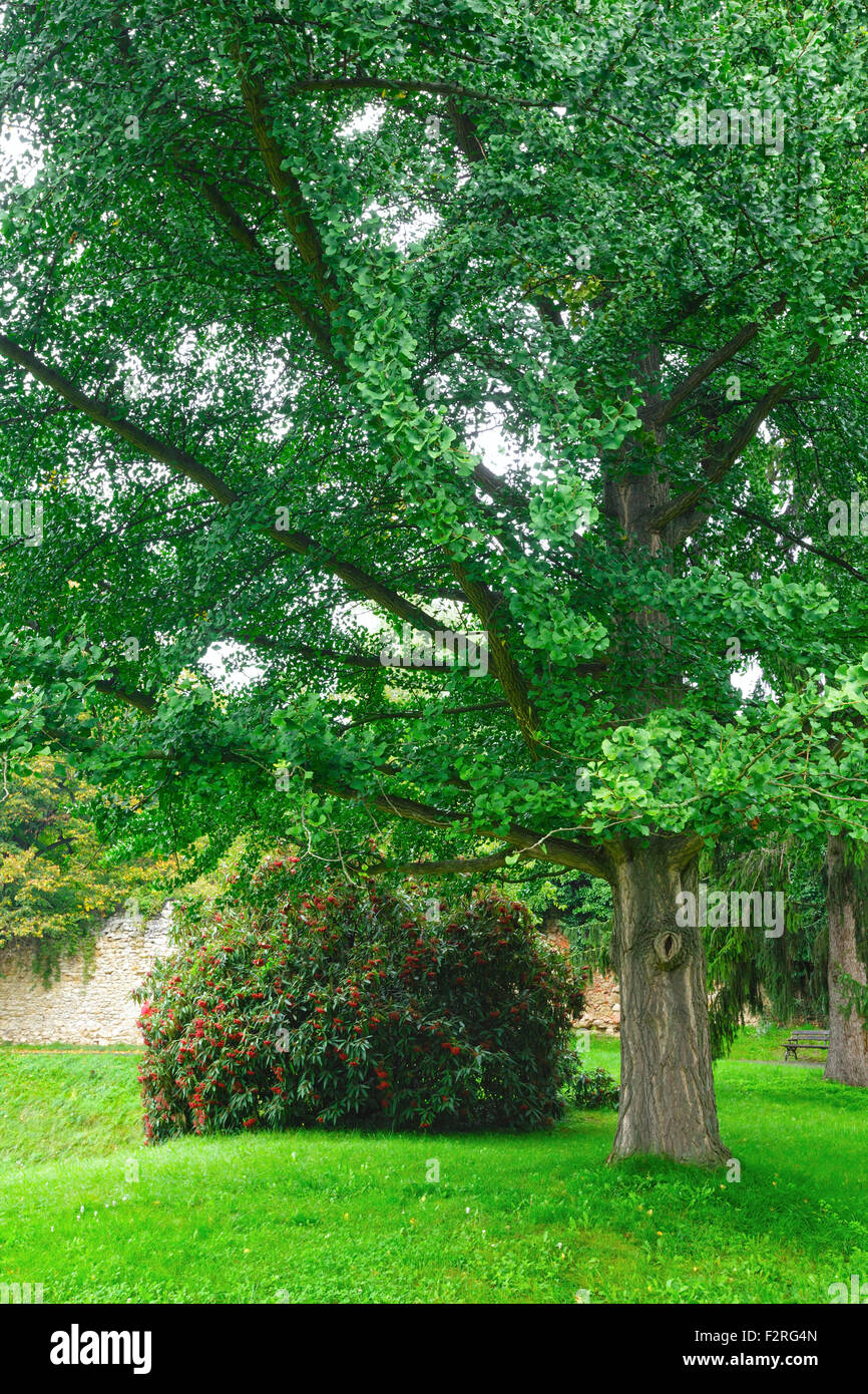 Large spreading tree and blossoming bush in the summer park Stock Photo ...