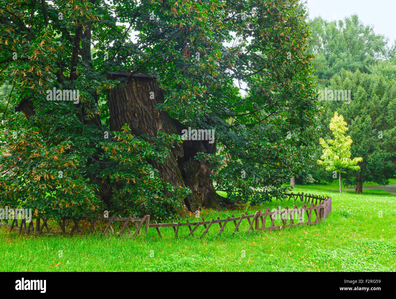 Large spreading trees in the summer park Stock Photo - Alamy