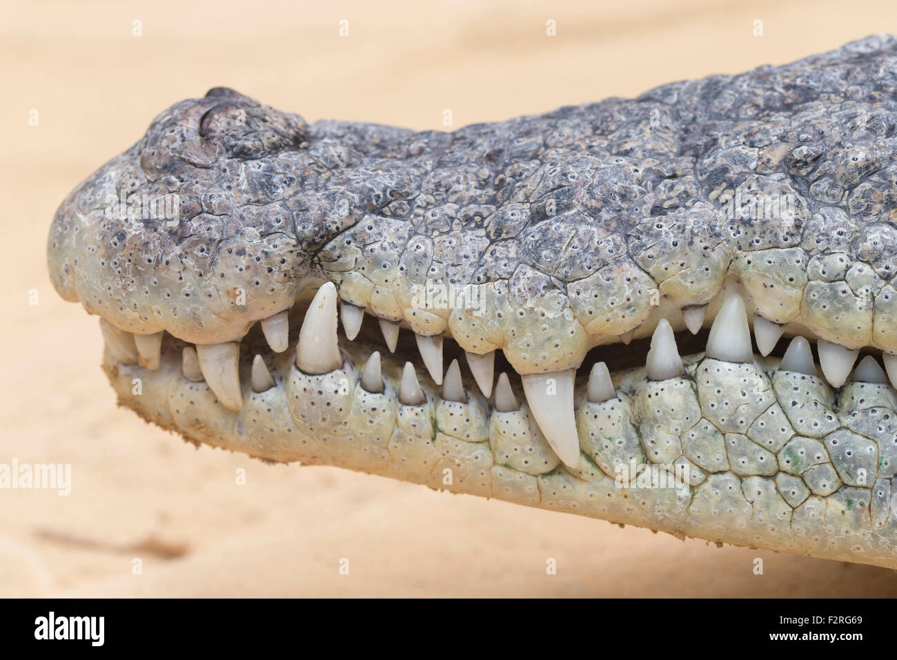 close up of a crocodile teeth Stock Photo - Alamy