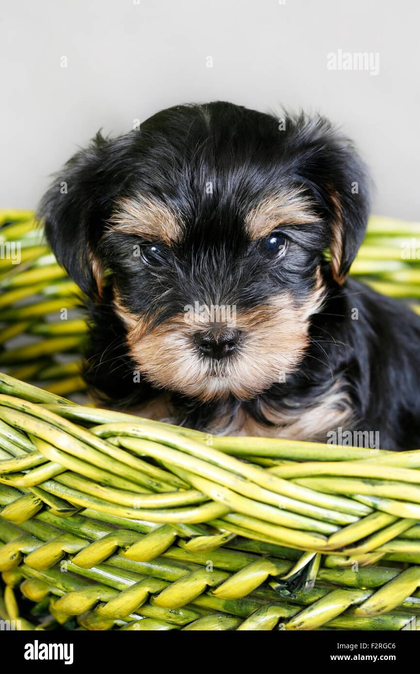 Baby of the yorkshire terrier in a green basket Stock Photo - Alamy