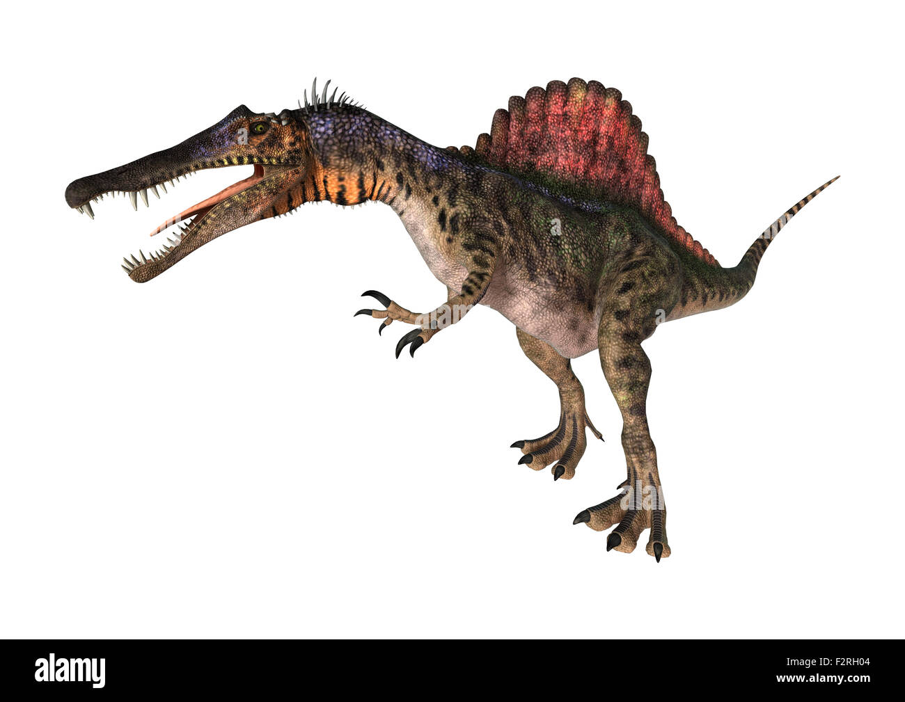 3D digital render of a dinosaur Spinosaurus isolated on white ...