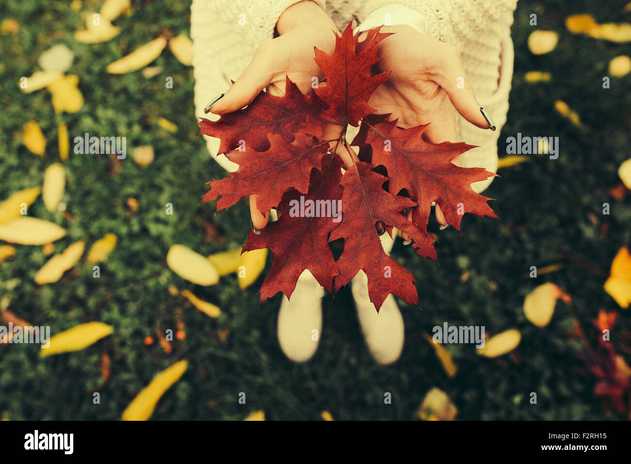 Autumn leaves in girl hands Stock Photo - Alamy
