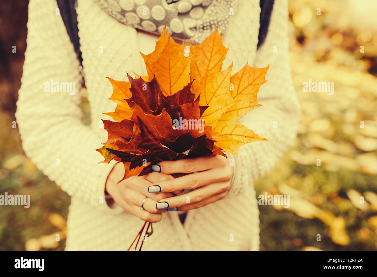 Autumn leaves in girl hands Stock Photo - Alamy