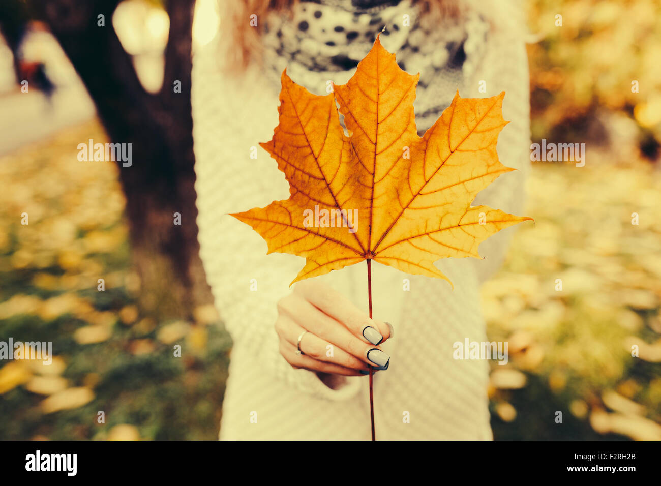 Autumn leaves in girl hands Stock Photo - Alamy