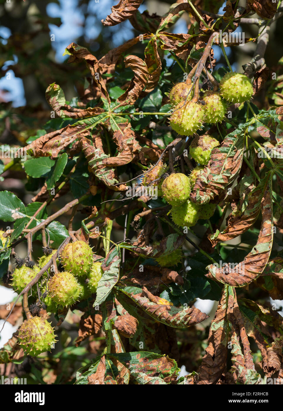 Sick tree hi-res stock photography and images - Alamy
