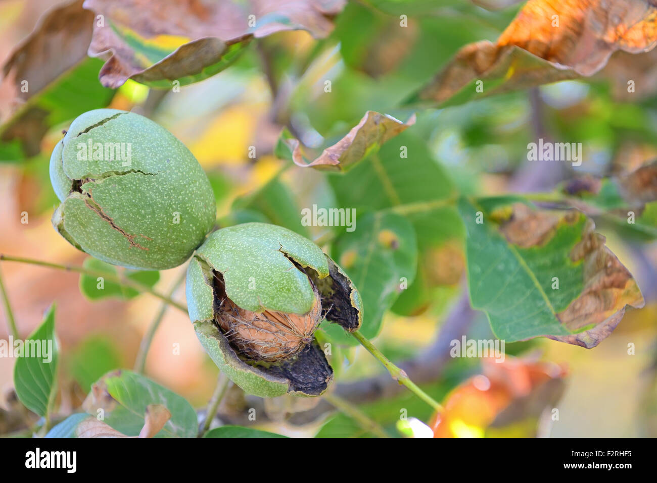 Walnut tree garden hi-res stock photography and images - Alamy
