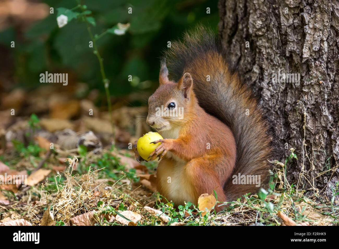 The photo shows a squirrel with a nut. Squirrel sits and eats a nut ...