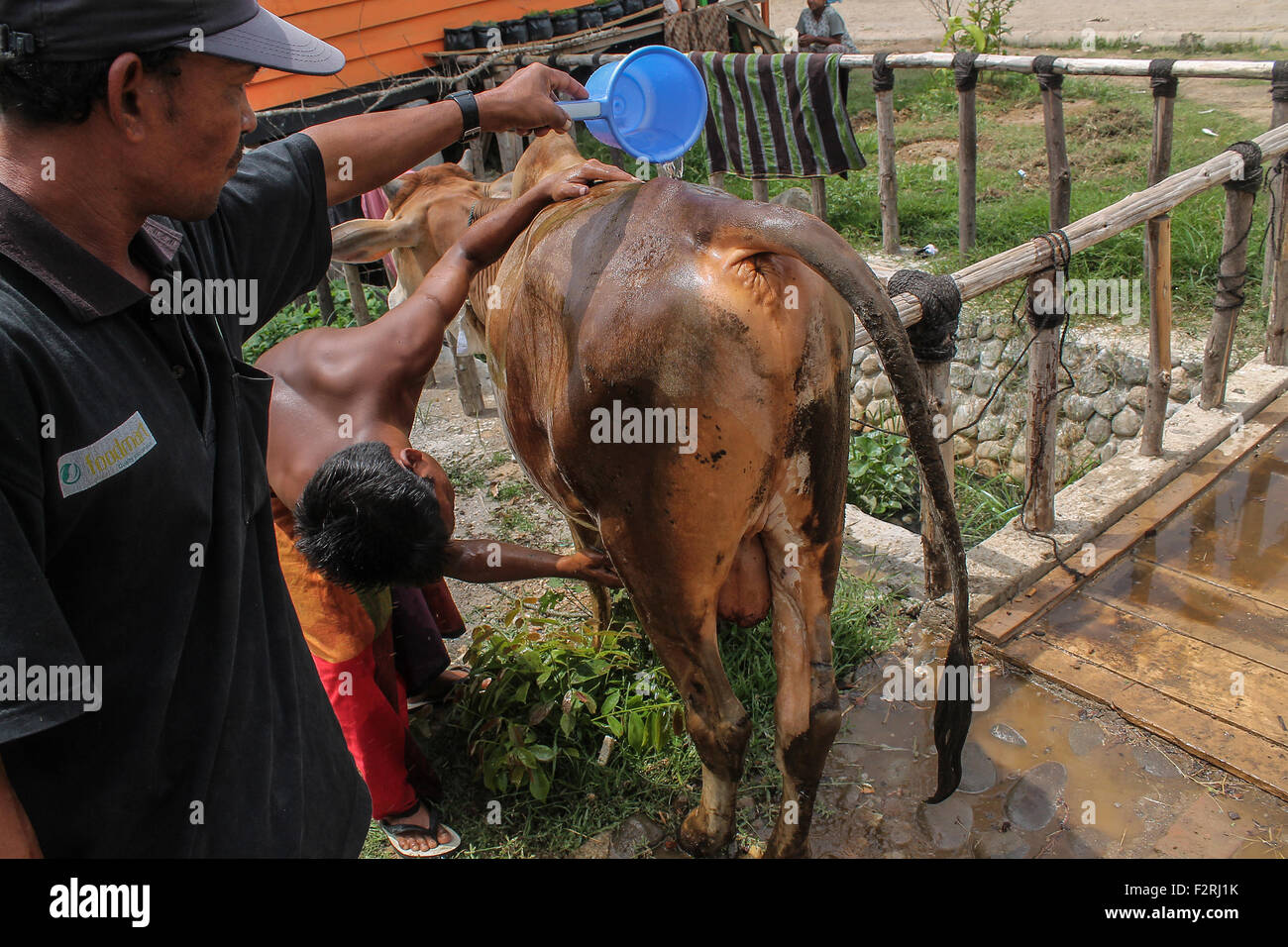 North Aceh, Indonesia. 23rd Sep, 2015. Rohingya refugees bath the cow ...