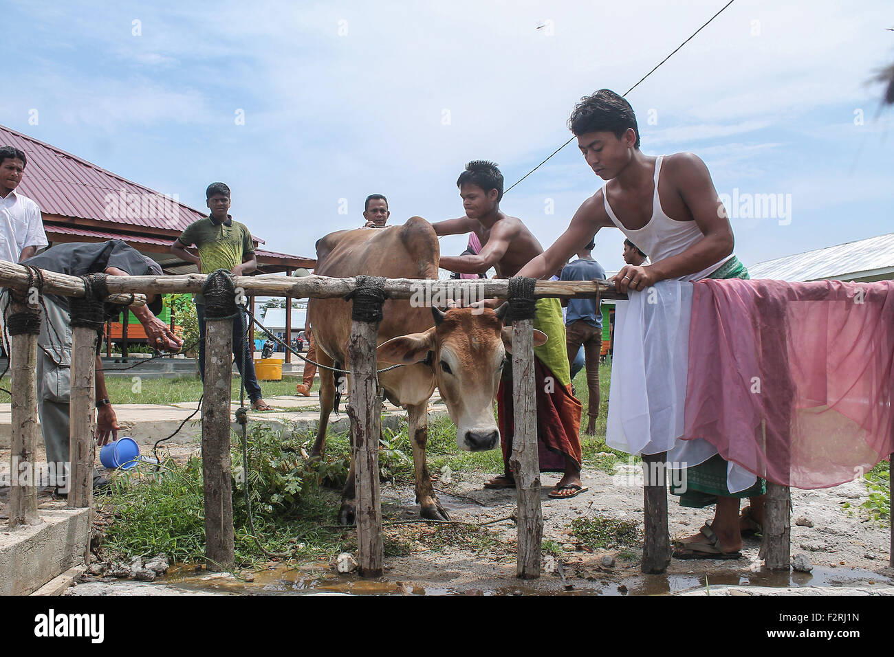 Cow aceh hi-res stock photography and images - Alamy