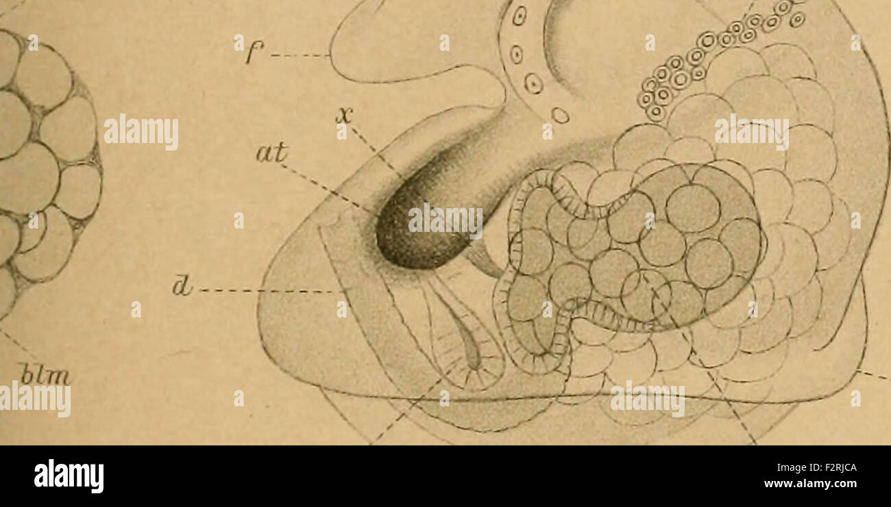 Embryologie von Physa fontinalis L Stock Photo - Alamy