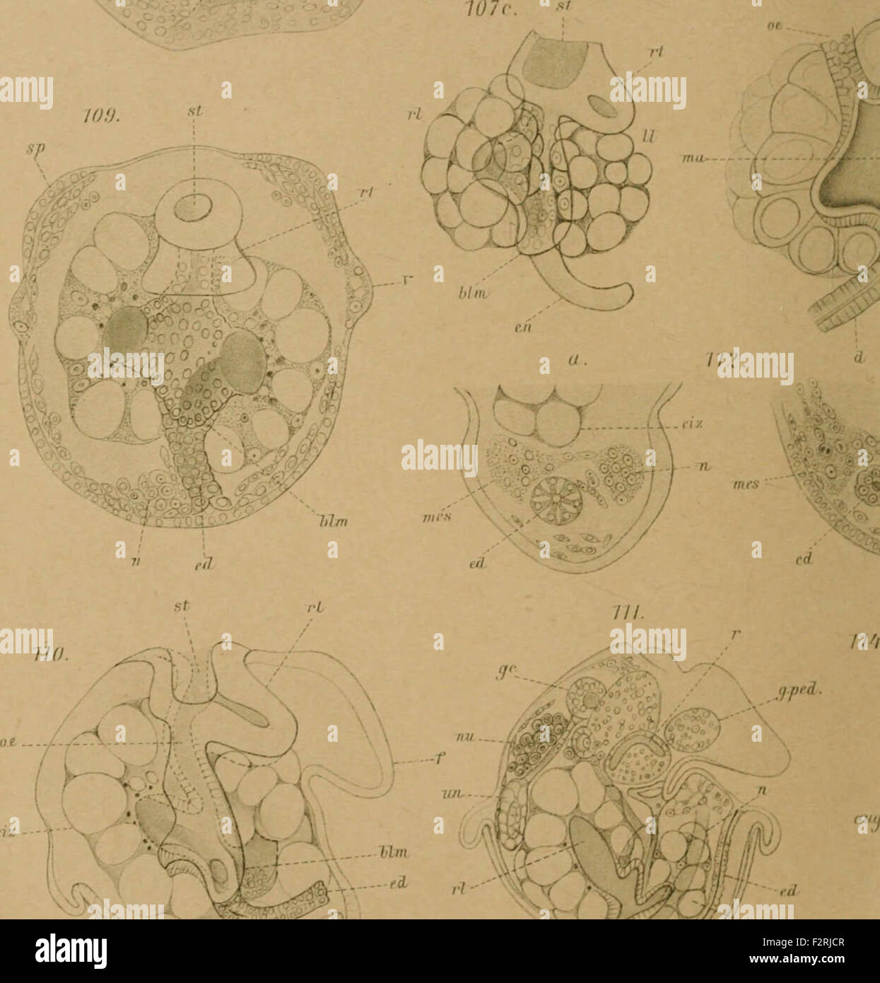 Physa High Resolution Stock Photography and Images - Alamy