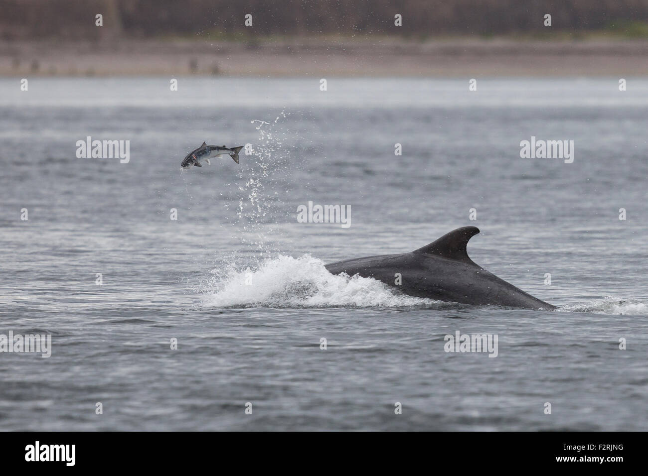 Bottlenose Dolphin hunting in the Moray Firth Stock Photo - Alamy