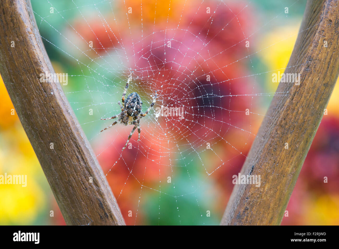 Araneus diadematus cold hi-res stock photography and images - Alamy