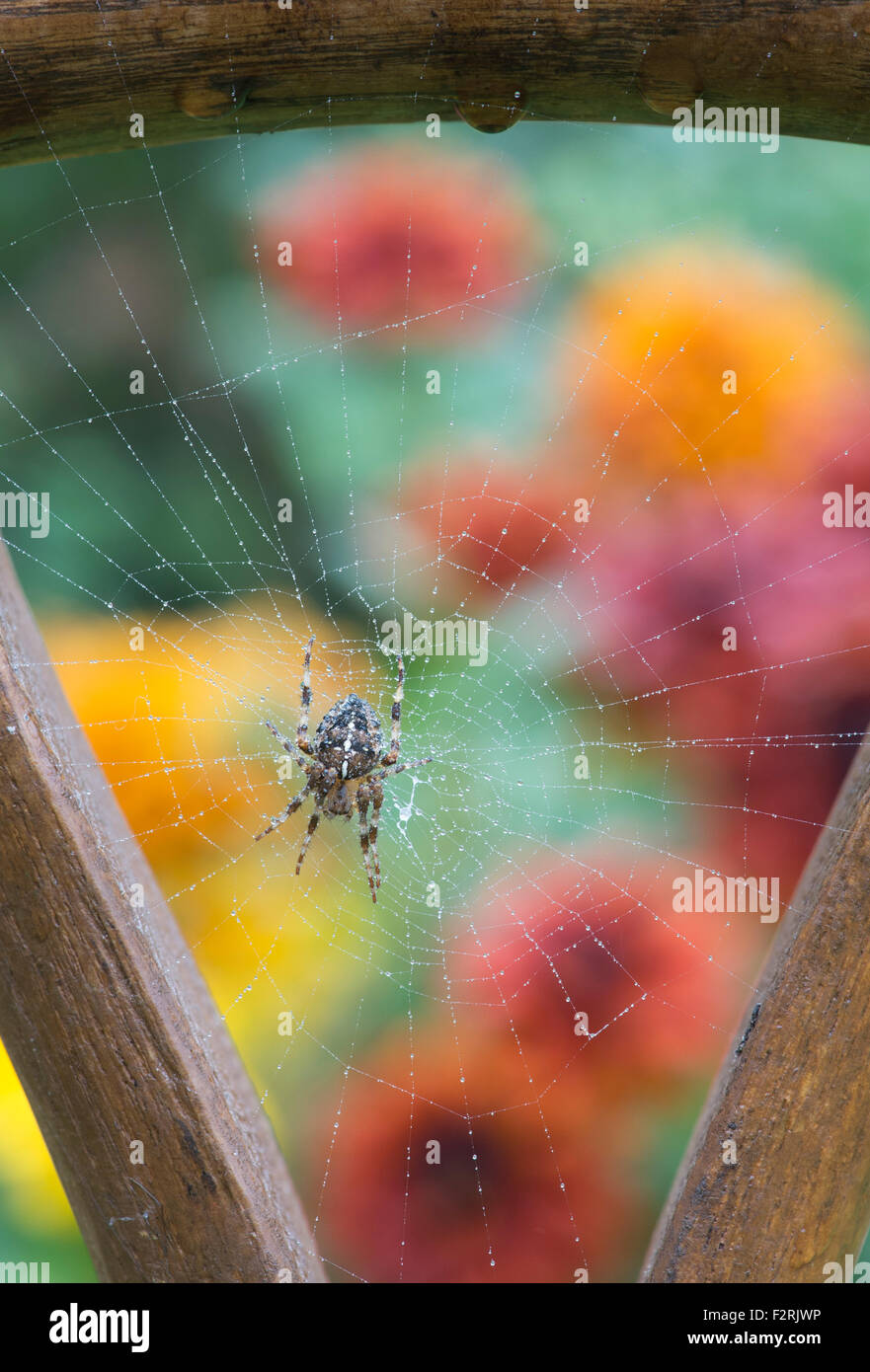 Araneus diadematus. Common orb weaver spider on a web in a wooden ...