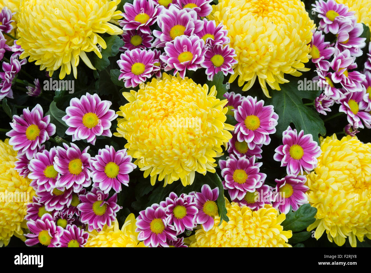 Sound display hi-res stock photography and images - Alamy