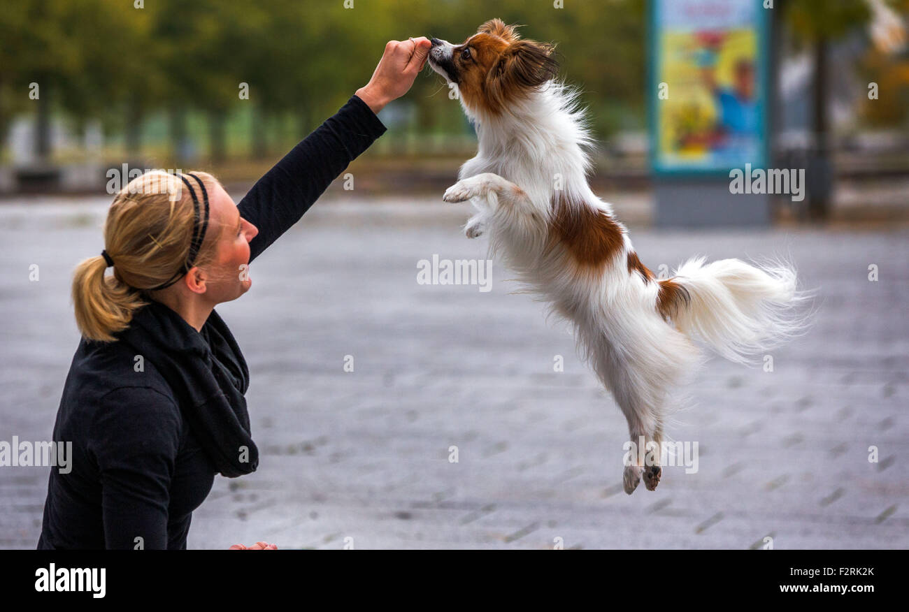 Dog breeds papillon hi-res stock photography and images - Alamy