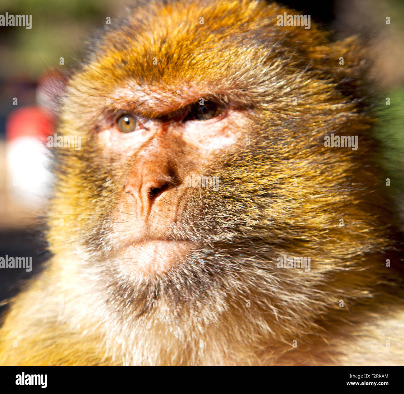 old monkey in africa morocco and natural background fauna close up ...