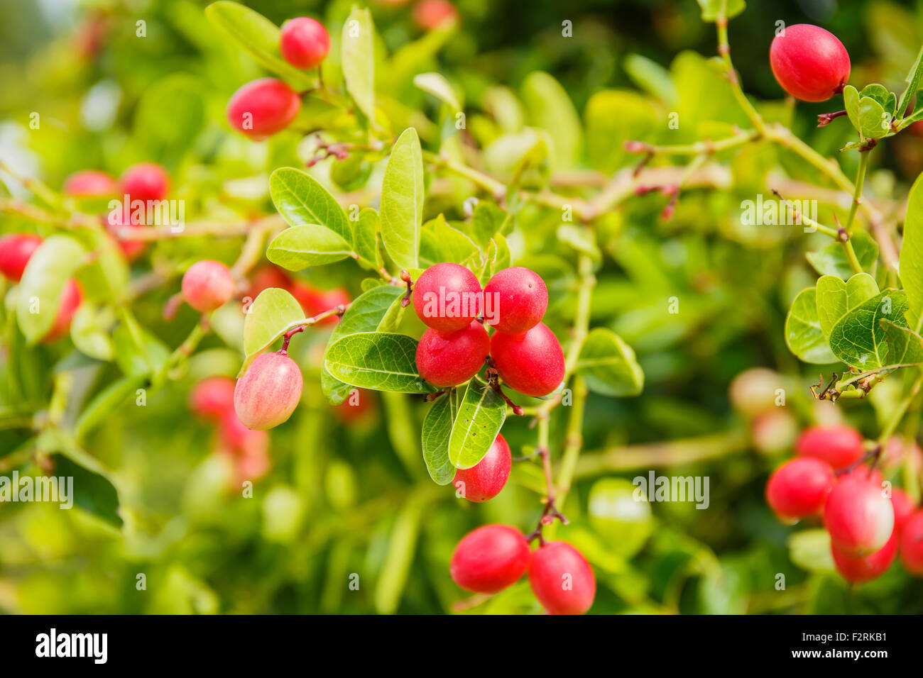 Carissa carandas Linn,Karanda, Carunda, Christ ' s Thom Stock Photo - Alamy