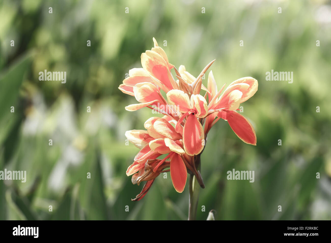 Canna farm canna field hi-res stock photography and images - Alamy