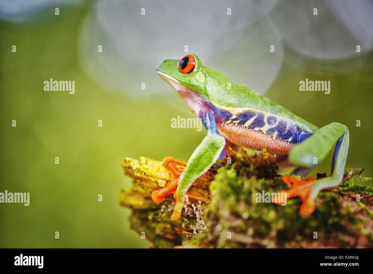 red eyed tree frog a tropical treefrog from the rain forest of Costa ...