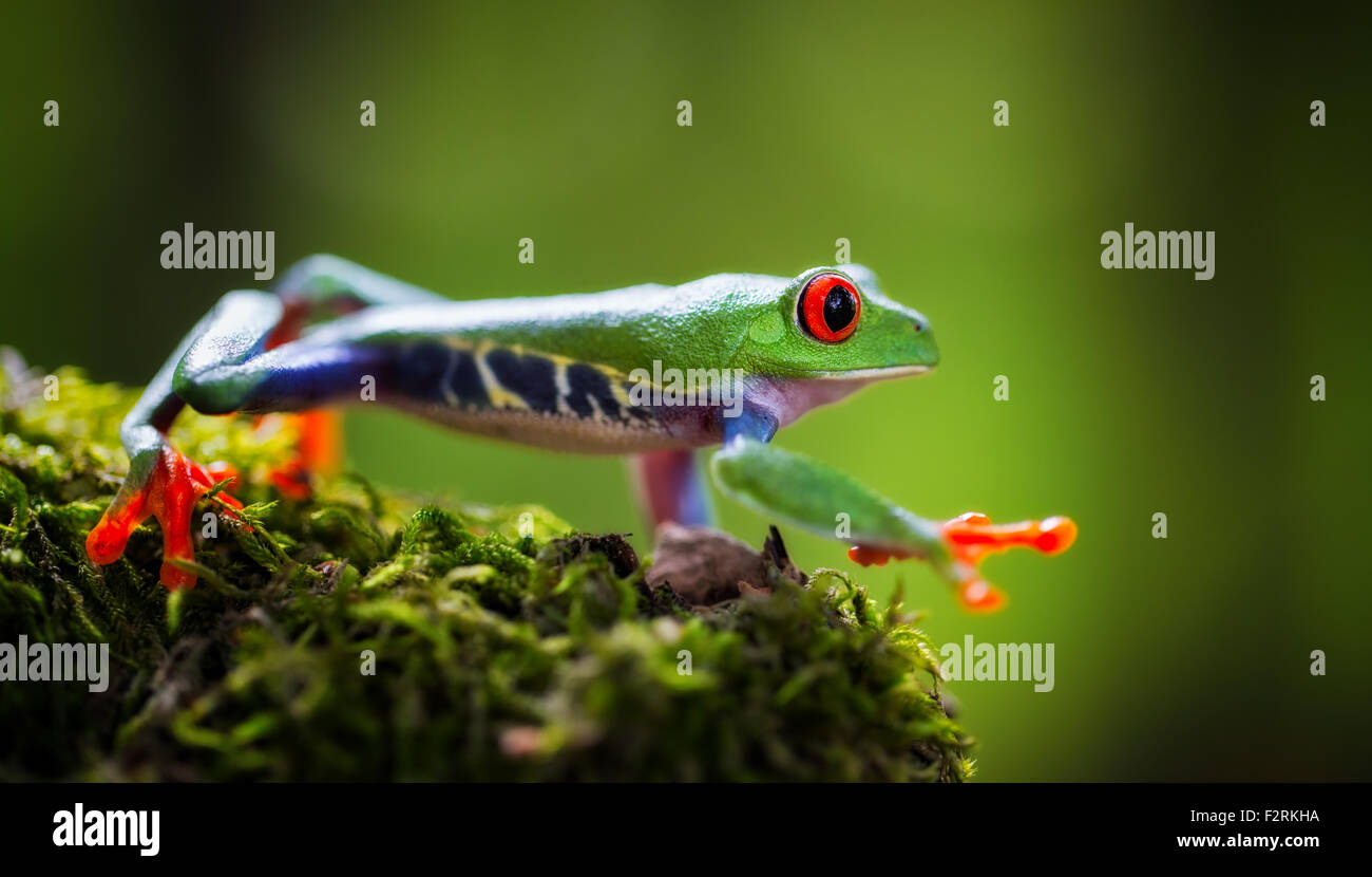 red eyed tree frog a tropical treefrog from the rain forest of Costa ...
