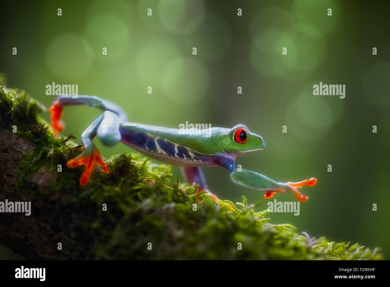 red eyed tree frog a tropical treefrog from the rain forest of Costa ...