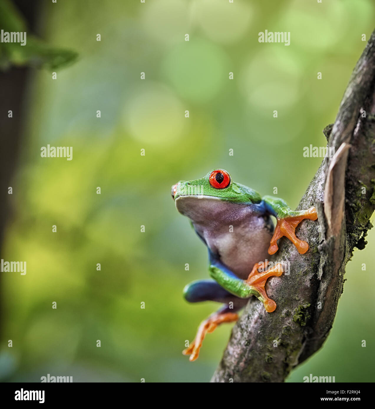 red eyed tree frog a tropical treefrog from the rain forest of Costa ...