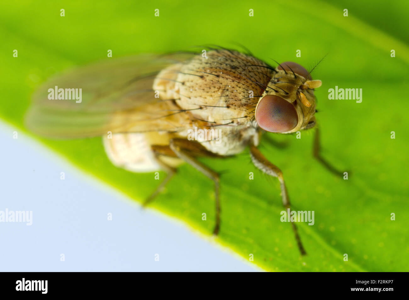 A very small brown fly Stock Photo - Alamy