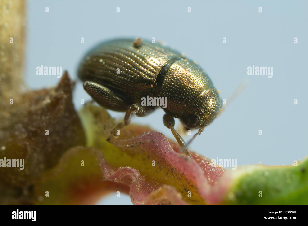 A very small beetle on a leaf Stock Photo - Alamy