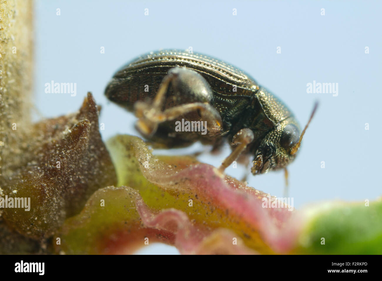 A very small beetle on a leaf Stock Photo - Alamy