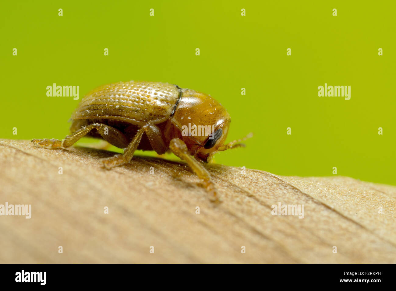 A very small beetle on a leaf Stock Photo - Alamy