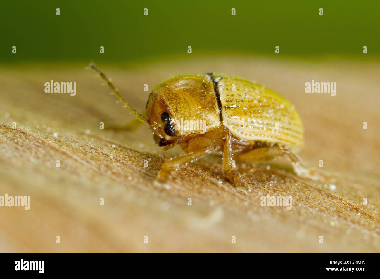 A very small beetle on a leaf Stock Photo - Alamy