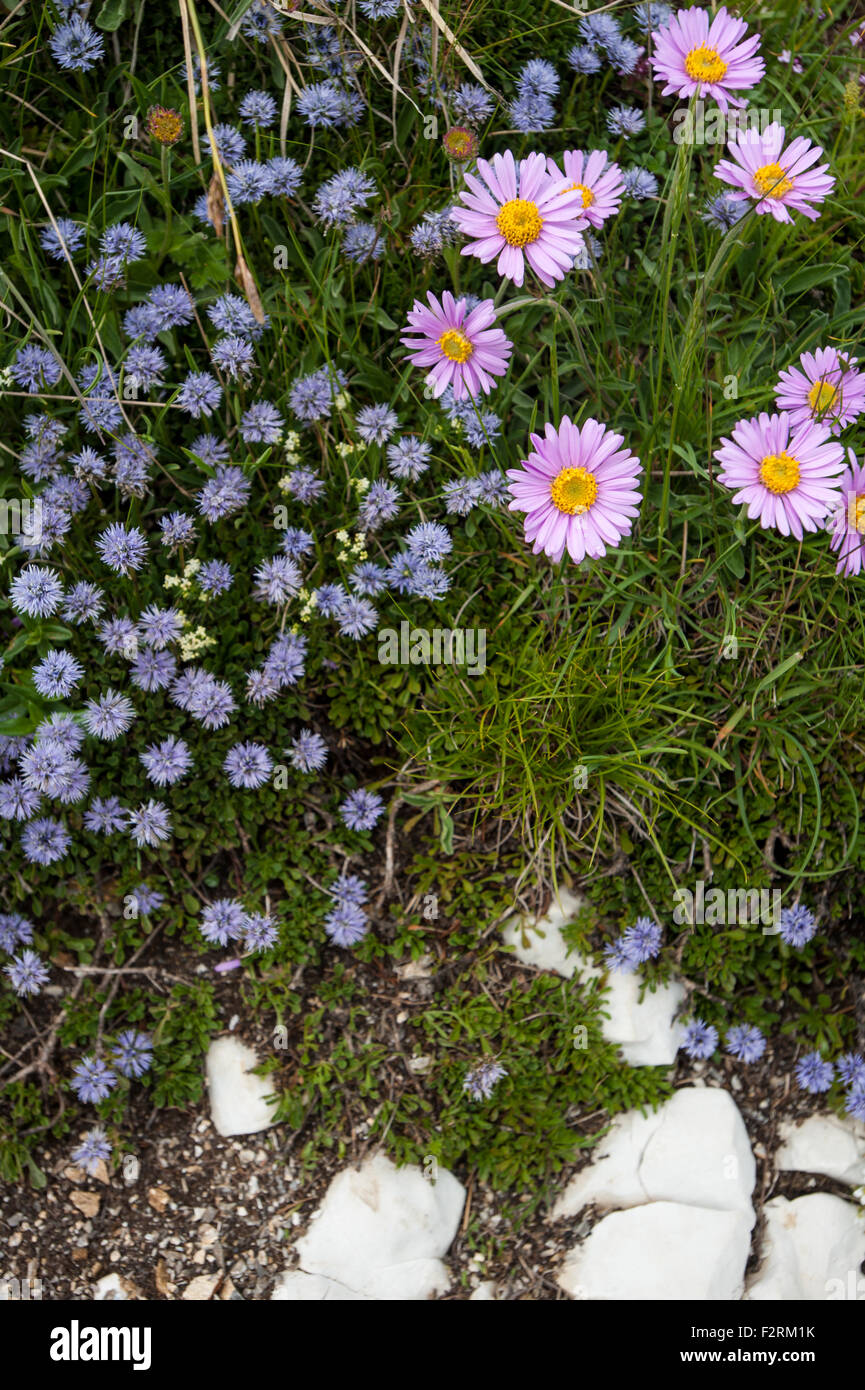 Italian wild flowers hi-res stock photography and images - Alamy