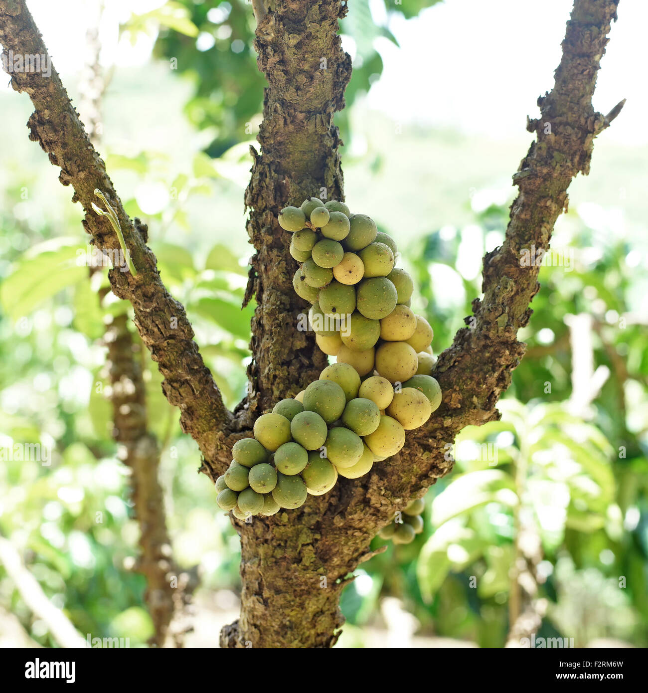 Long peel hi-res stock photography and images - Alamy