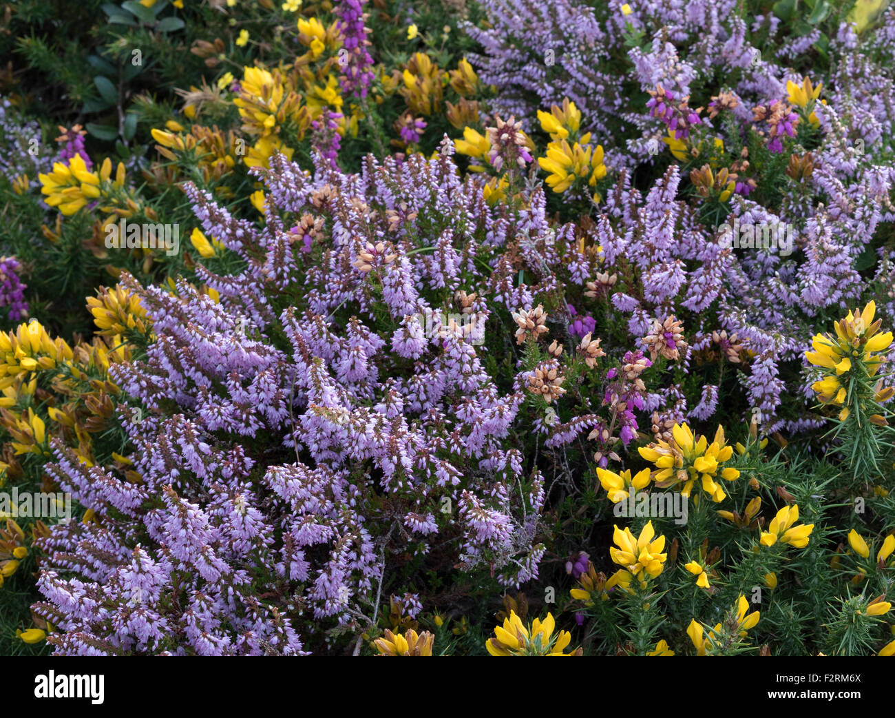 Heather (ling, Calluna vulgaris) with dwarf gorse (Atlantic gorse ...