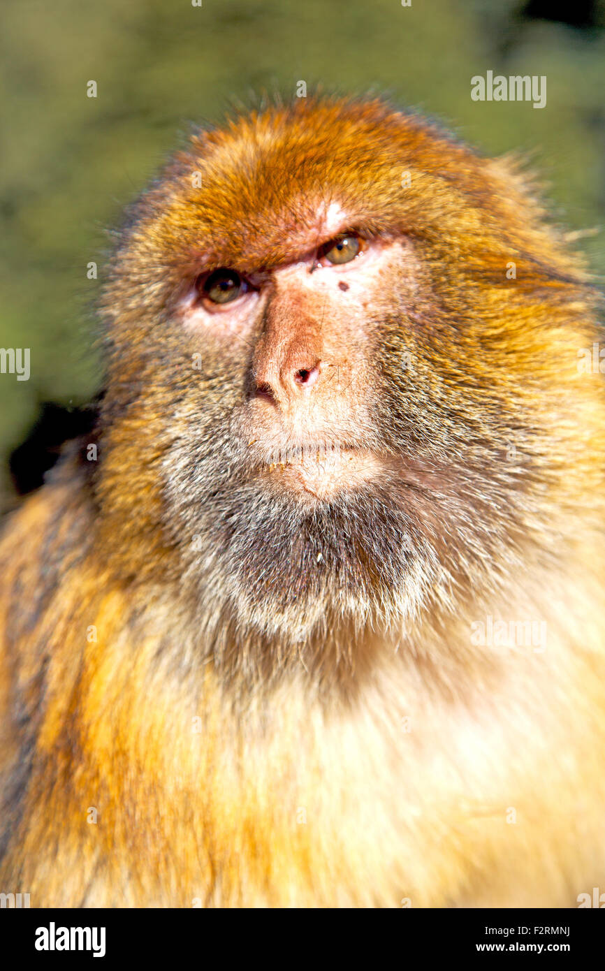 old monkey in africa morocco and natural background fauna close up ...
