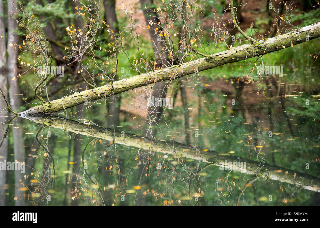 Freienwalde hi-res stock photography and images - Alamy